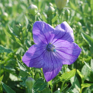 Platycodon Sentimental Blue Balloon Flower | Achin' Back Garden Center ...