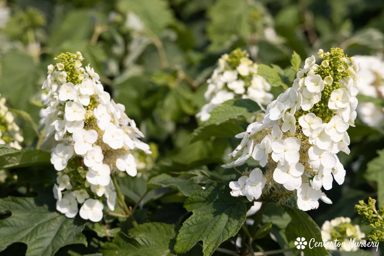 oakleaf hydrangea