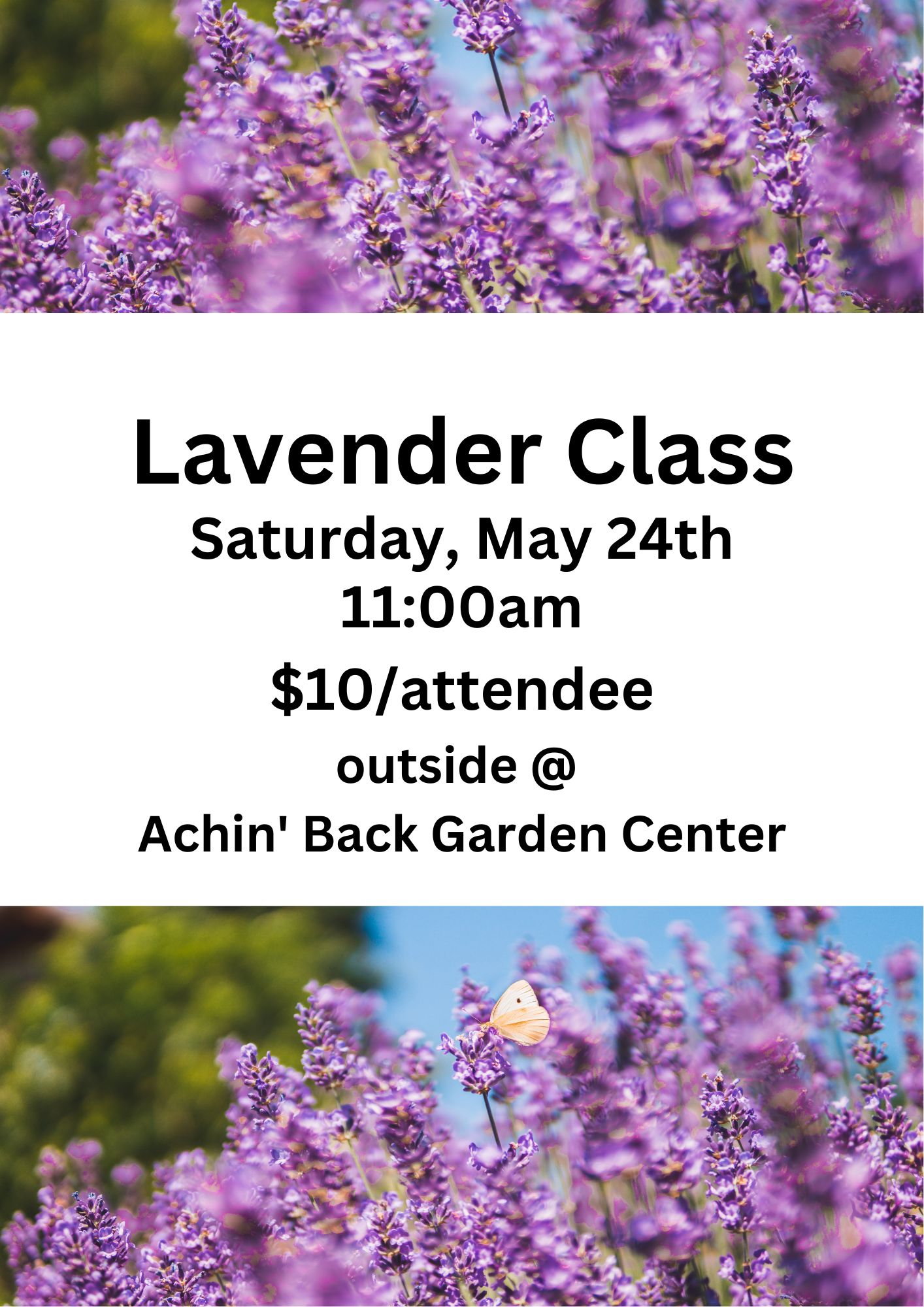 Lavender Class 2025 | Achin' Back Garden Center Online Store