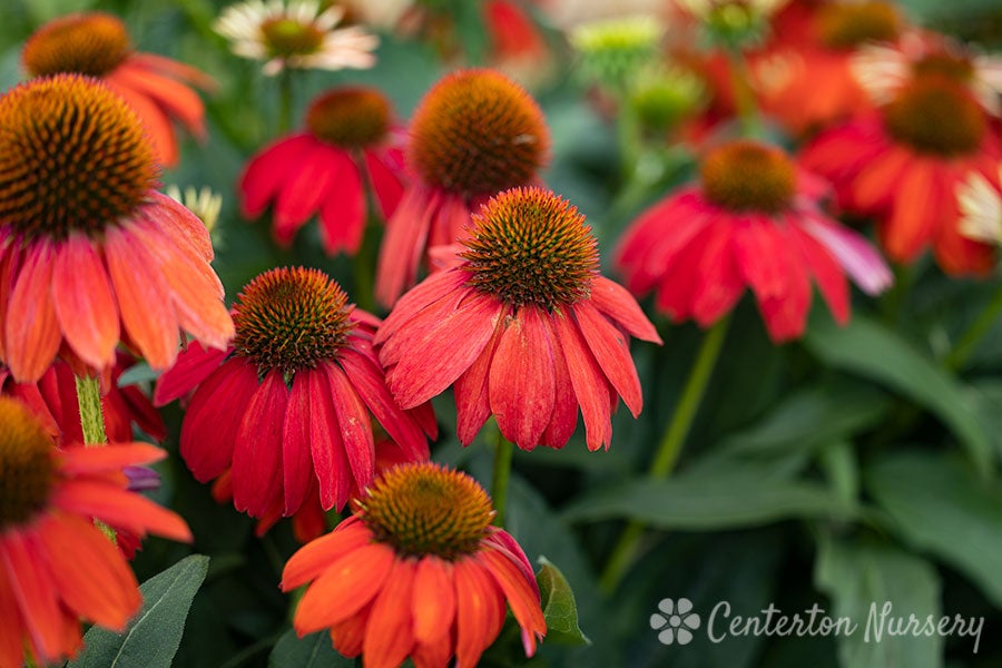 red ombre echinacea