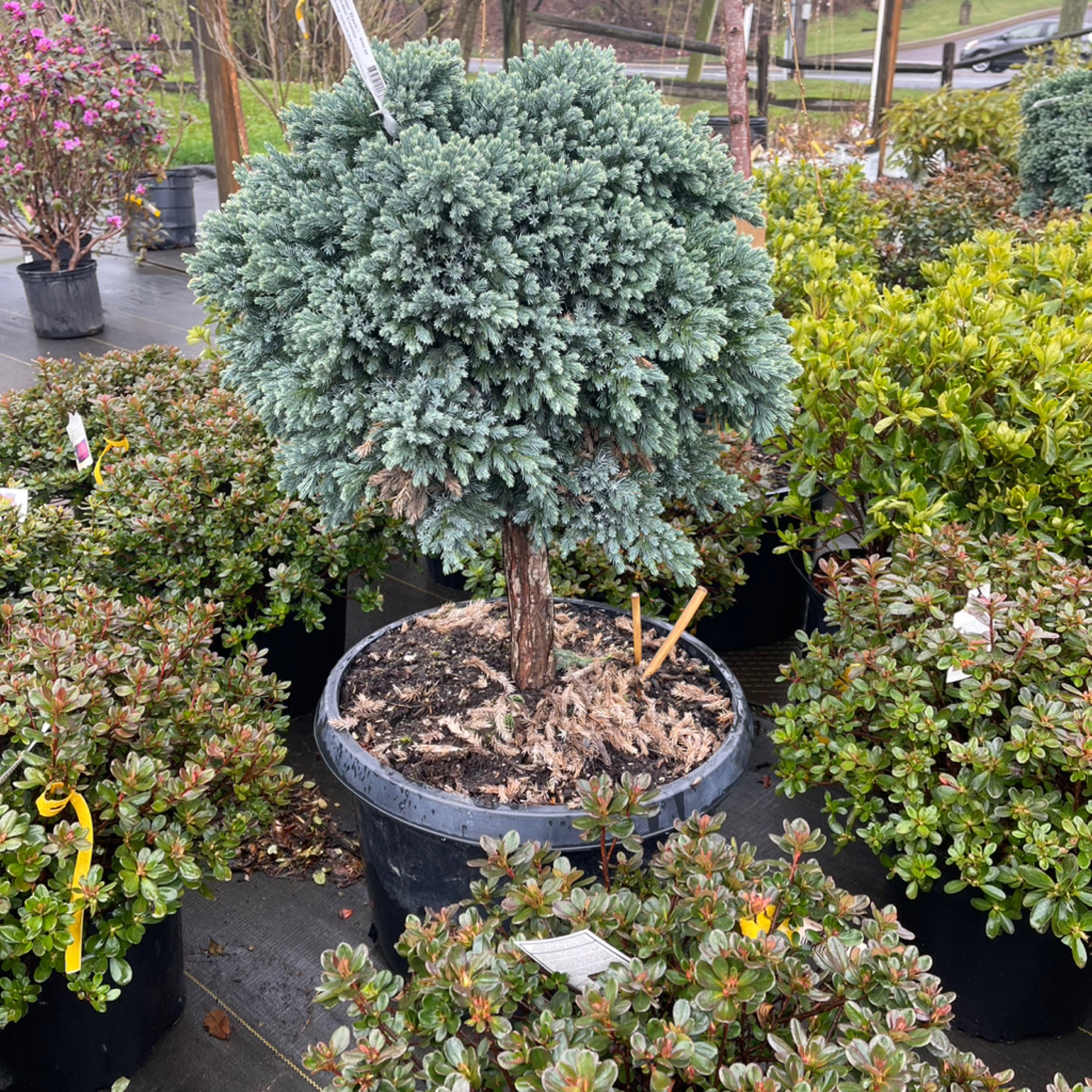 small blue star juniper