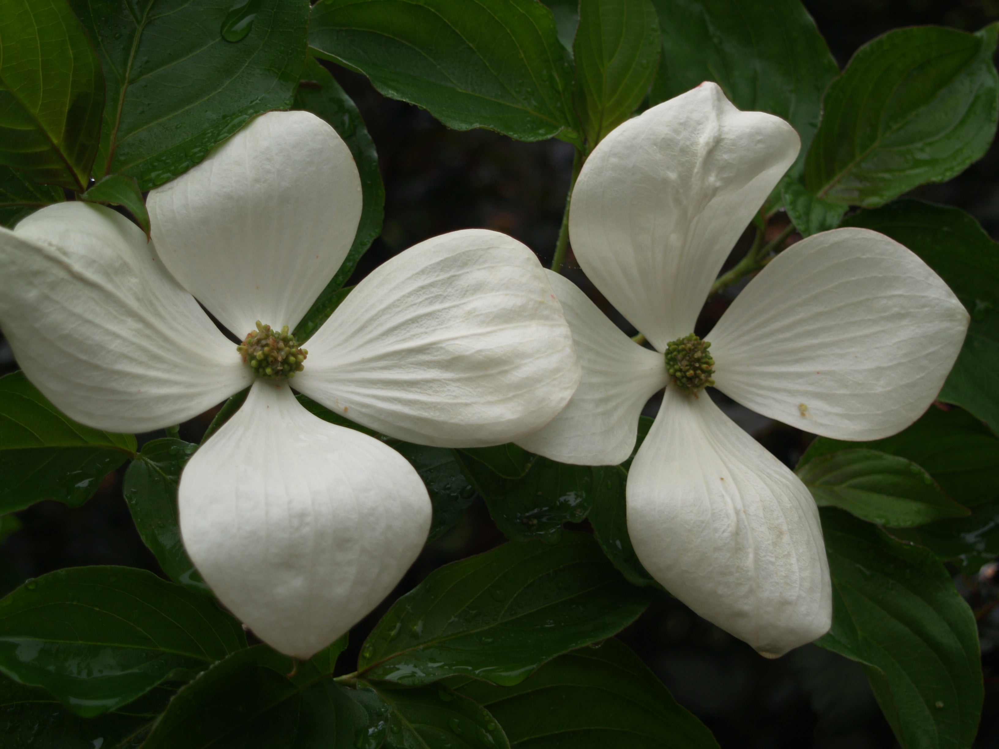 Cornus Venus Dogwood | Achin' Back Garden Center Online Store