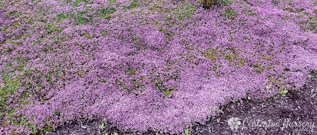 thyme 'magic carpet'