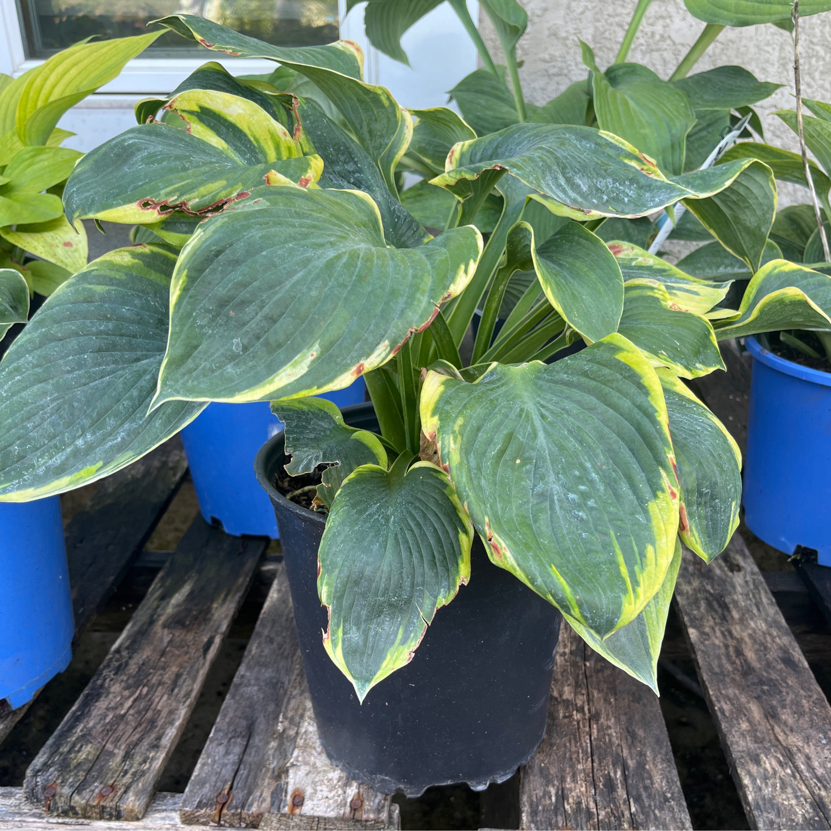 Hosta Francis Williams | Achin' Back Garden Center Online Store