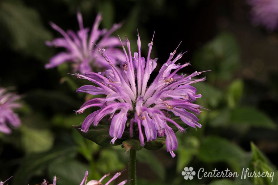 Monarda Blue Moon Bee Balm | Achin' Back Garden Center Online Store