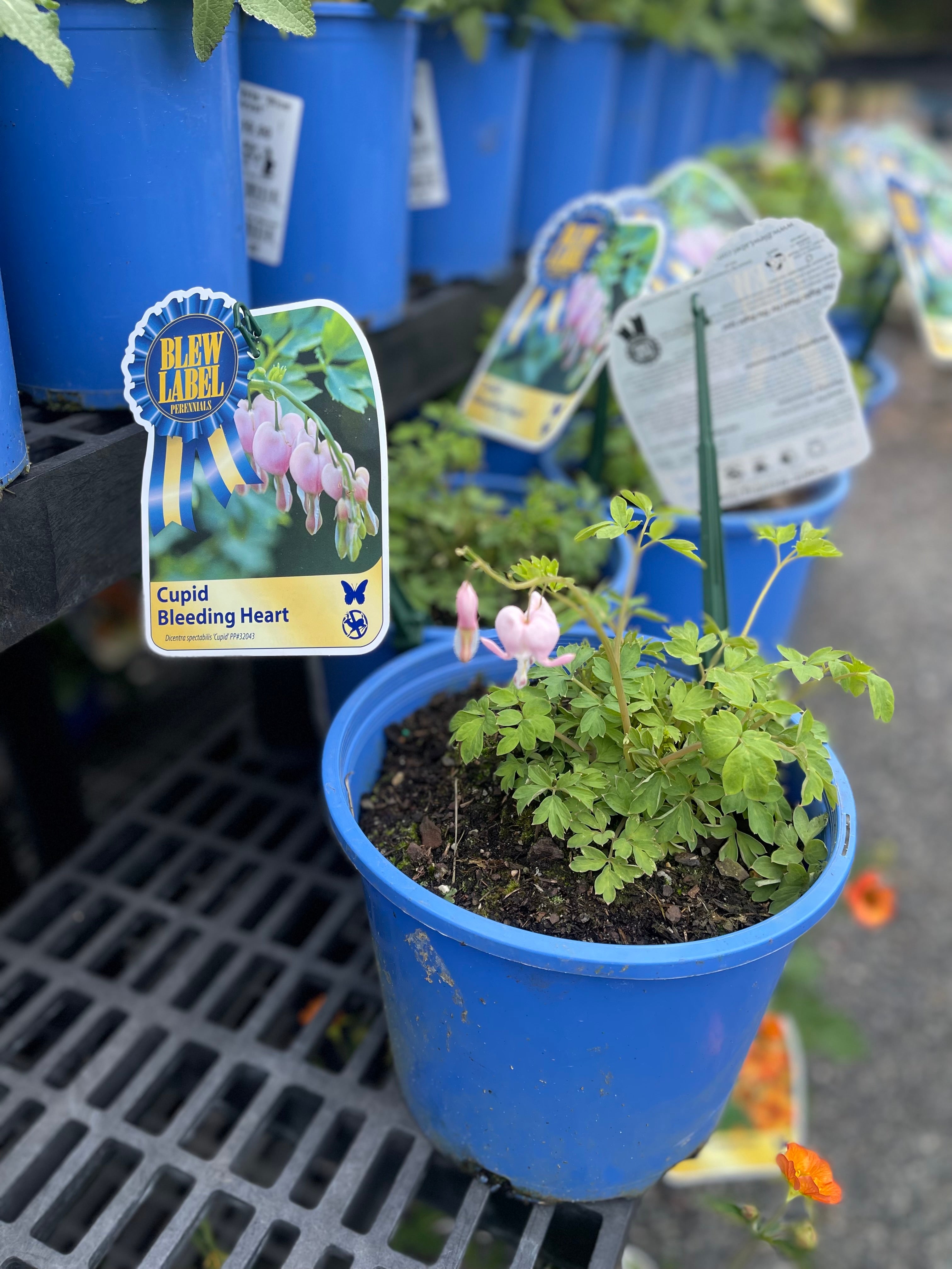 bleeding heart cupid