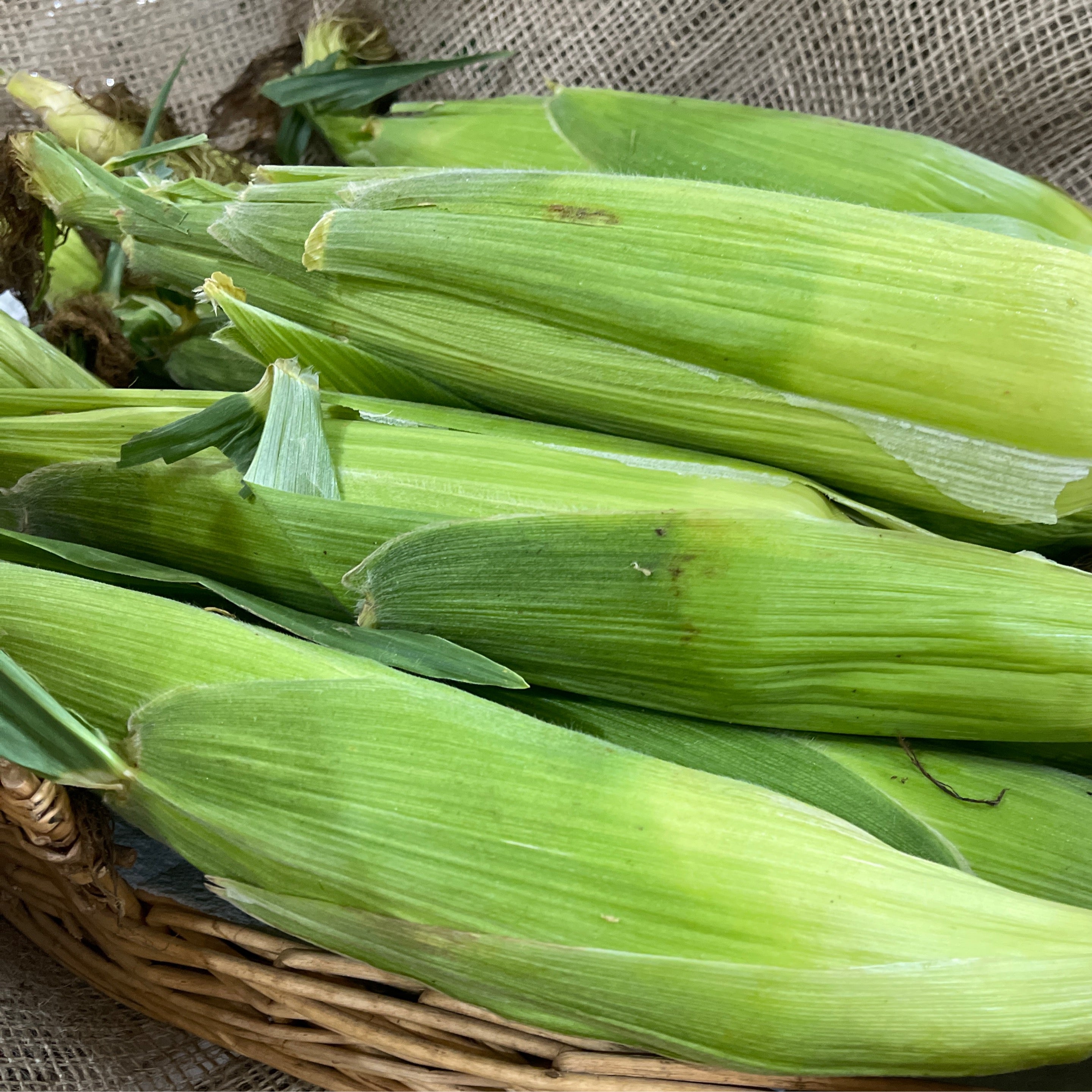 Local Sweet Corn | Achin' Back Garden Center Online Store