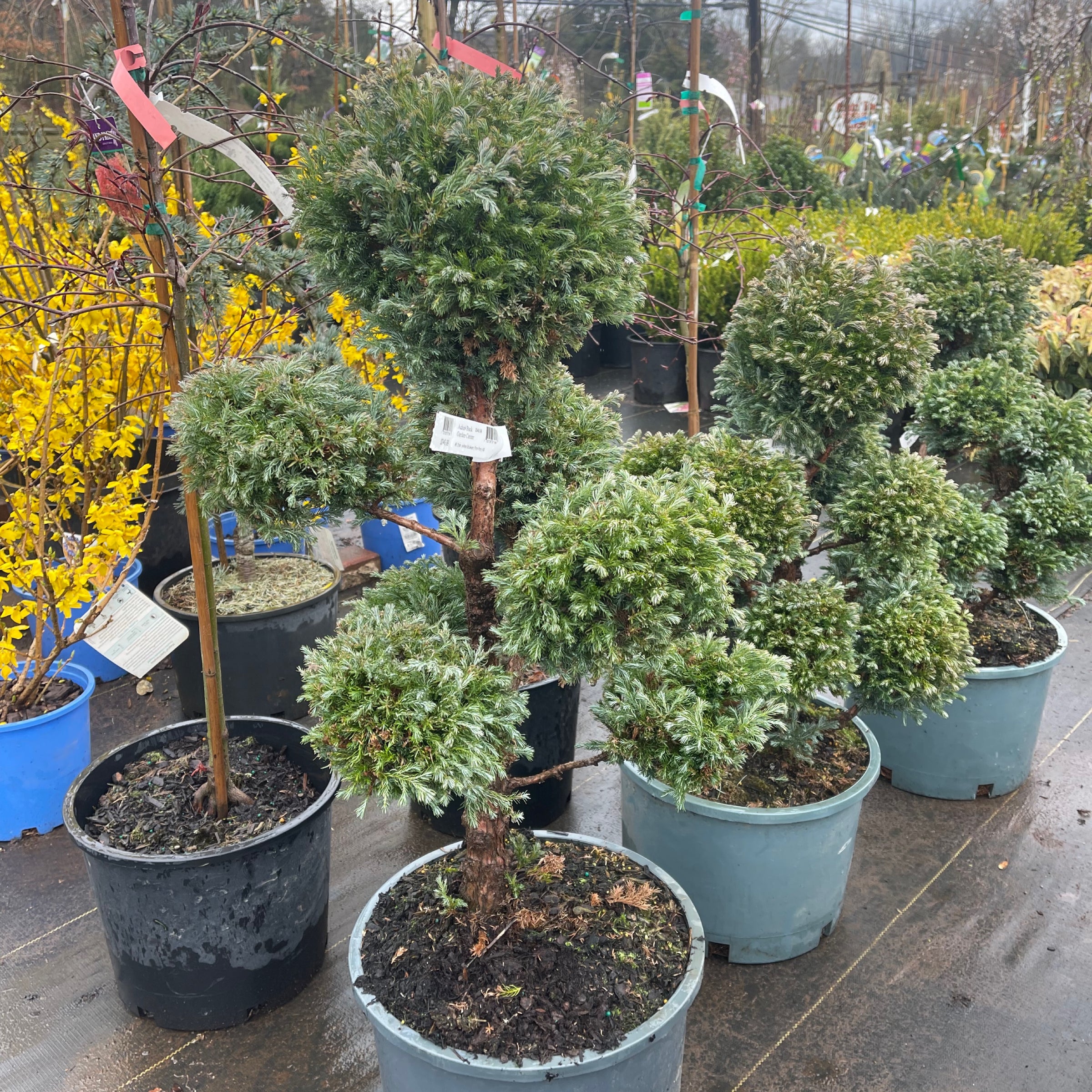 boulevard cypress problems