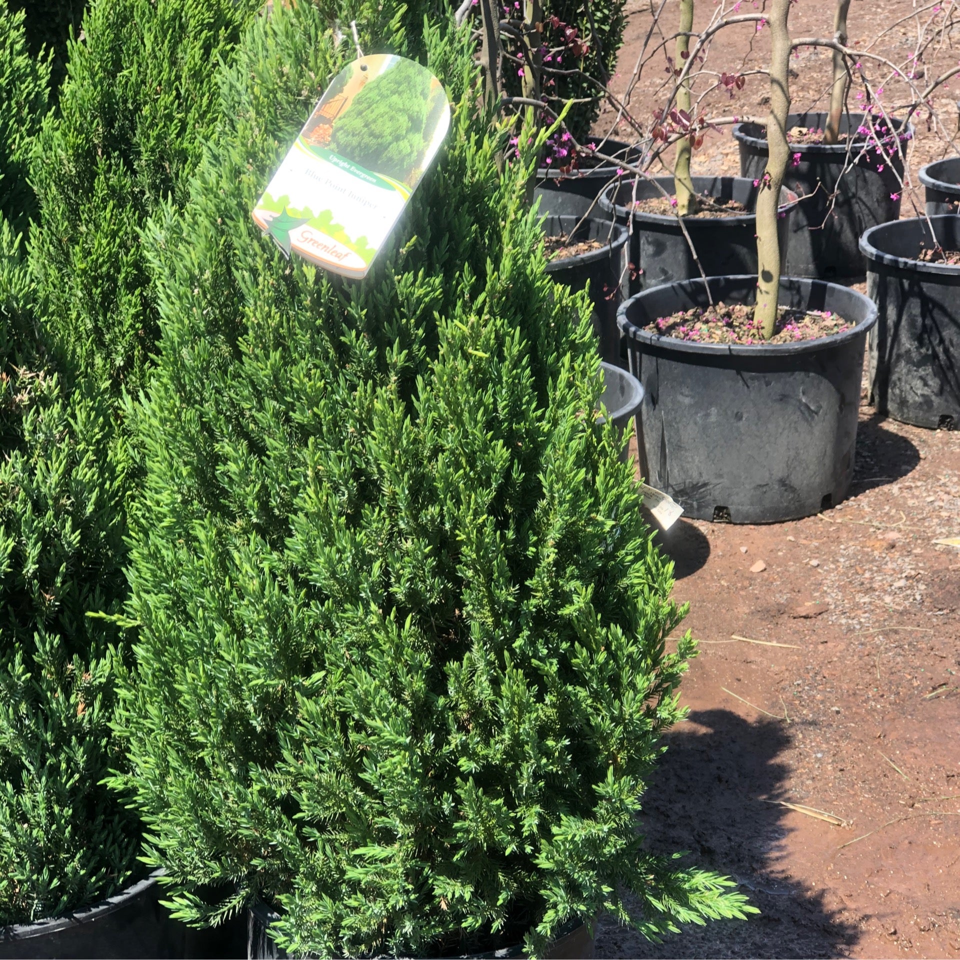 moonglow juniper width