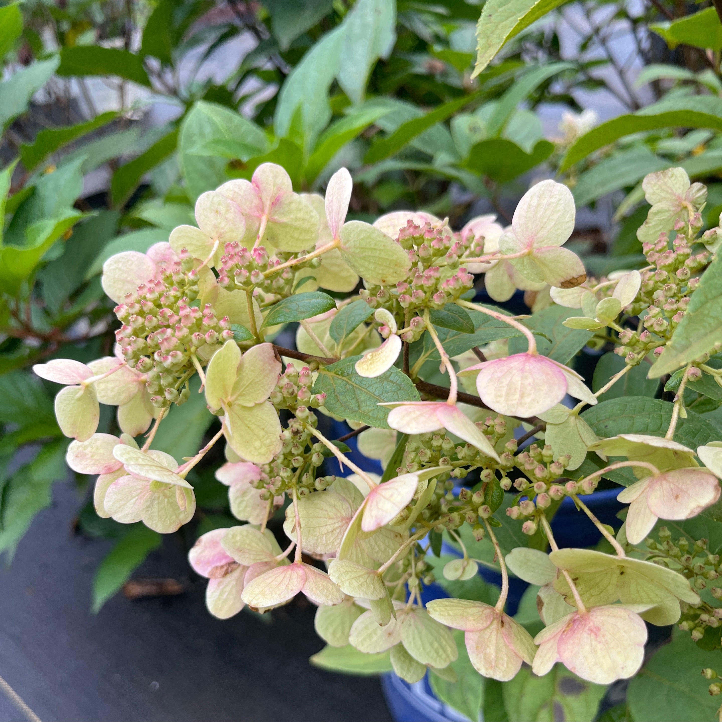 Hydrangea Fire & Ice | Achin' Back Garden Center Online Store