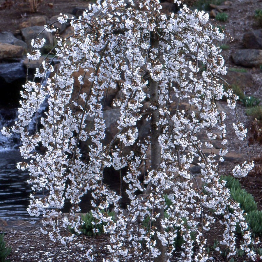 PRUNUS X `SNOW FOUNTAIN` weeping cherry | Achin' Back Garden Center ...