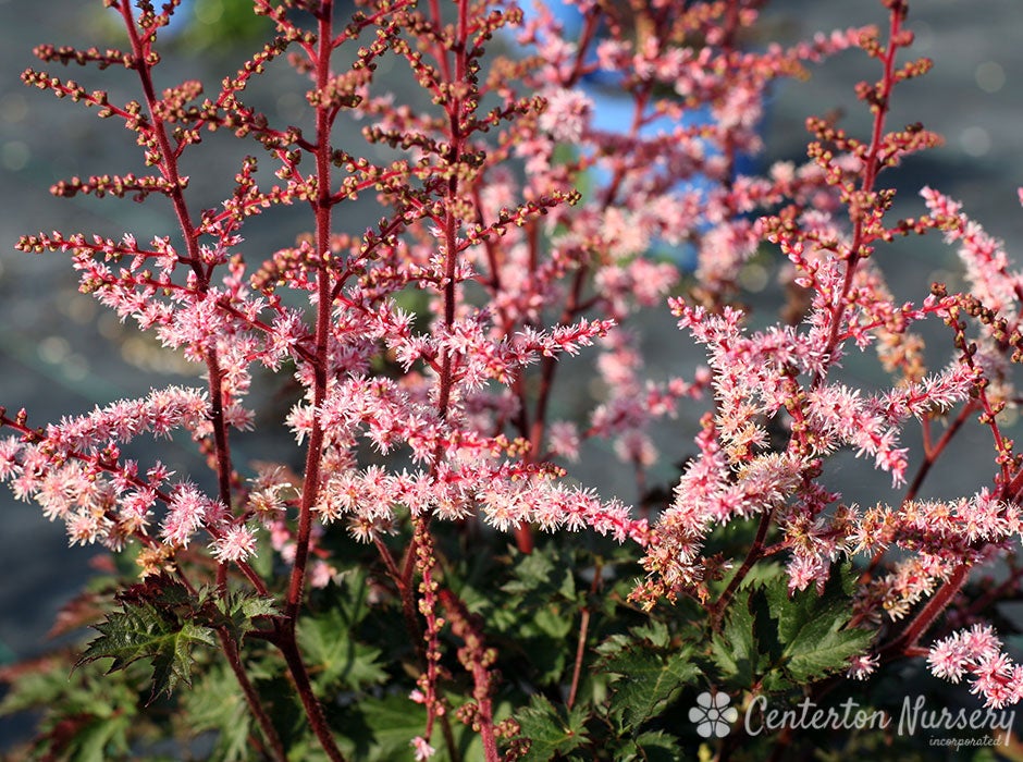 bleeding heart cupid