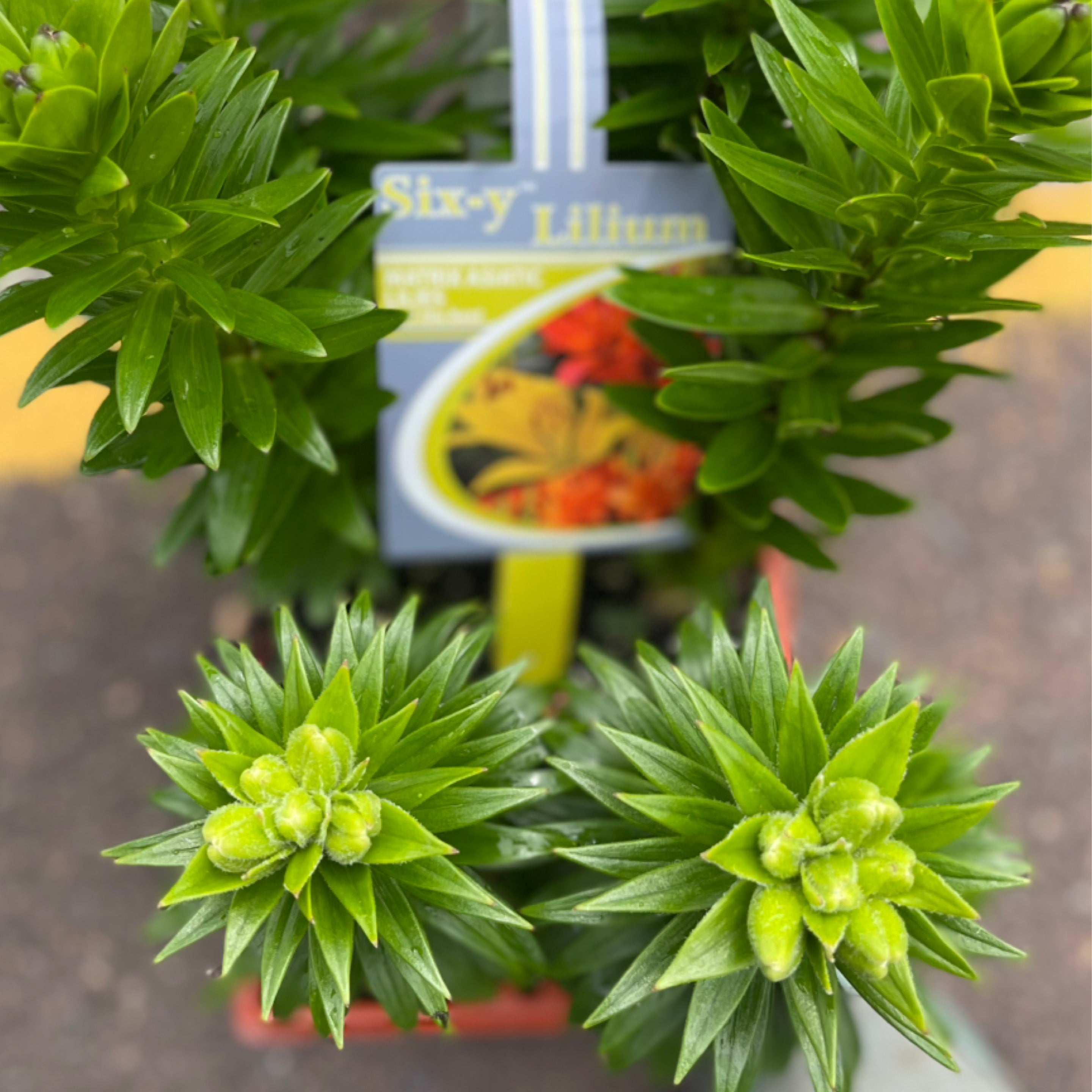 Six-y Lilium Matrix Mix | Achin' Back Garden Center Online Store