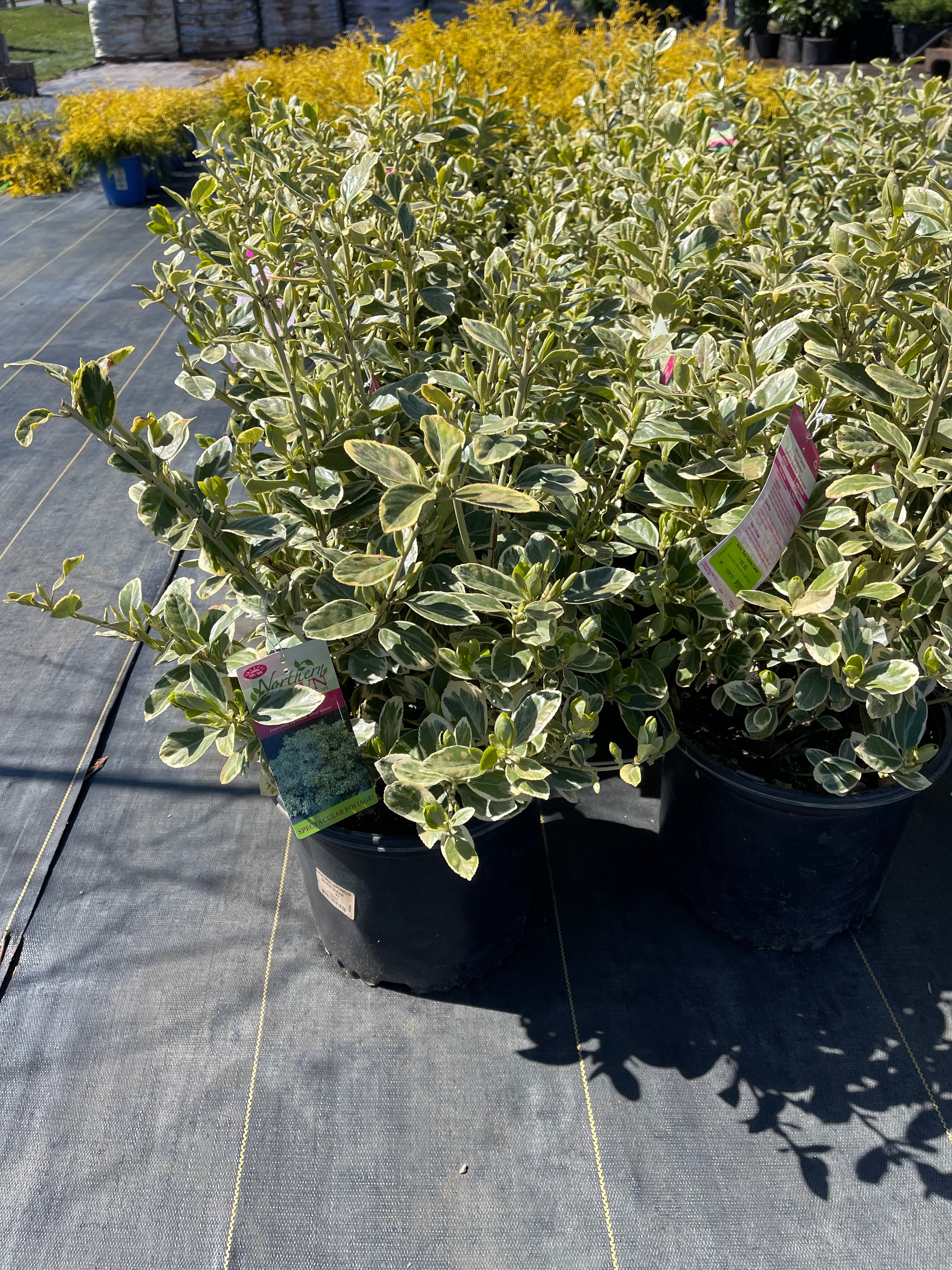 euonymus silver queen