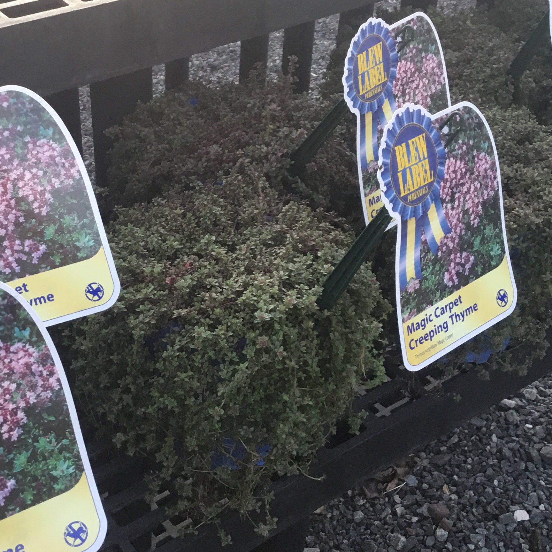 thyme 'magic carpet'