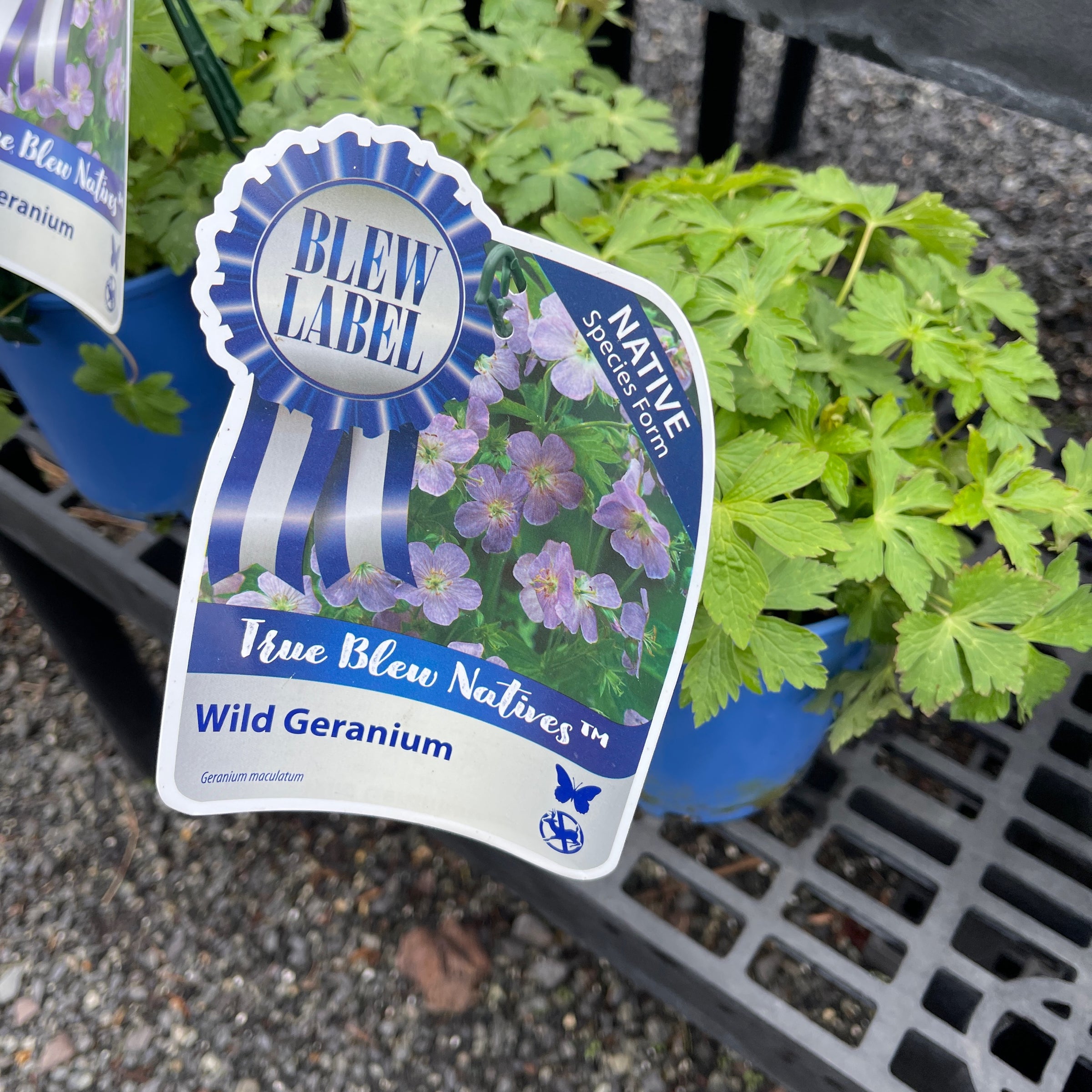 wild geranium blue