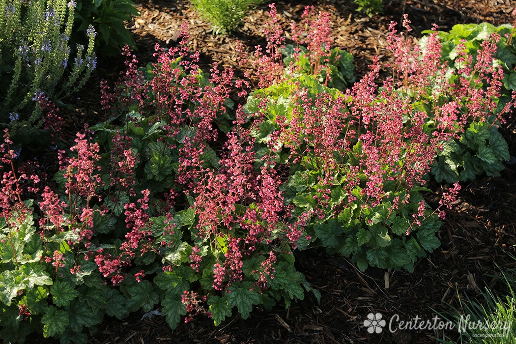 Heuchera Berry Timeless | Achin' Back Garden Center Online Store
