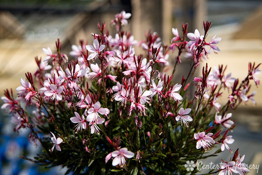 Gaura Steffi Blush Pink Wandflower | Achin' Back Garden Center Online Store