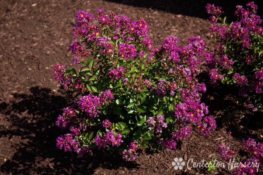 Lagerstroemia Bellini Raspberry Crape Myrtle | Achin' Back Garden ...