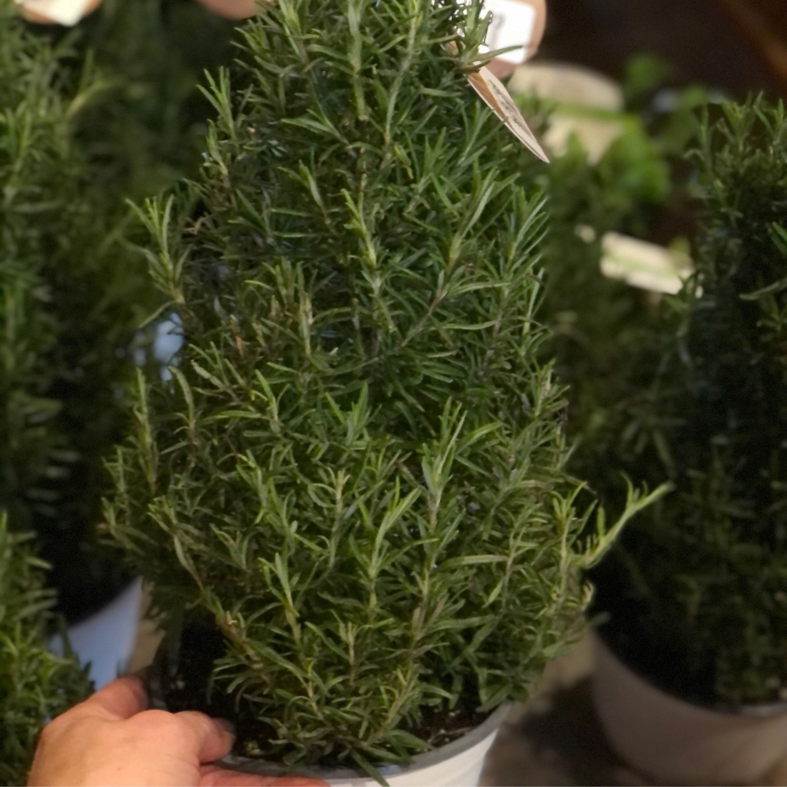 Rosemary Tree Form | Achin' Back Garden Center Online Store