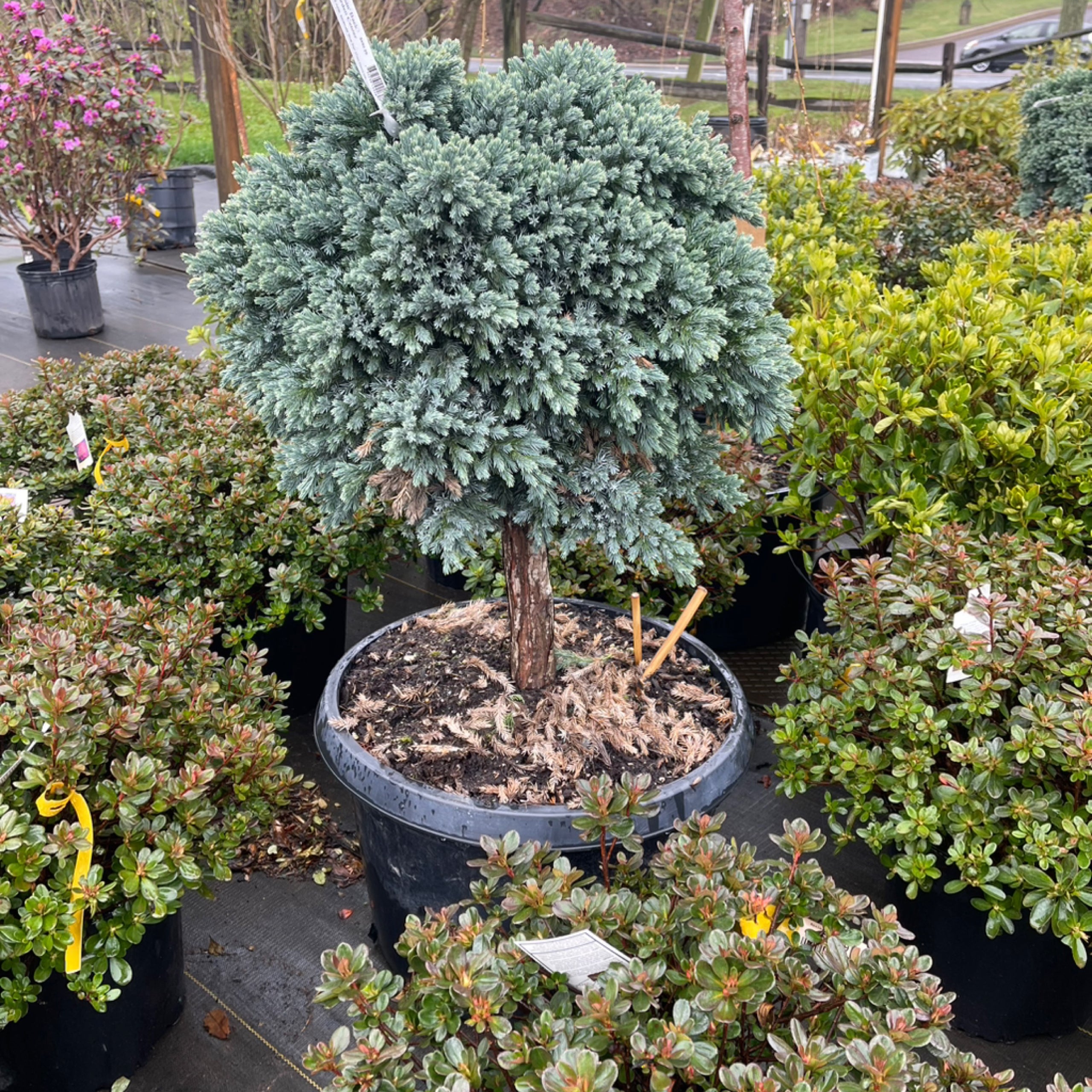 Juniper Blue Star Standard | Achin' Back Garden Center Online Store