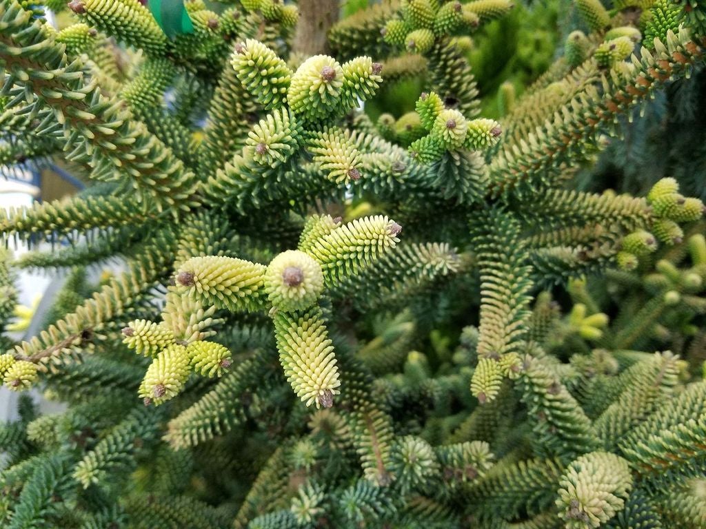 Picea Abies Nidiformis Birds Nest Spruce | Achin' Back Garden Center ...