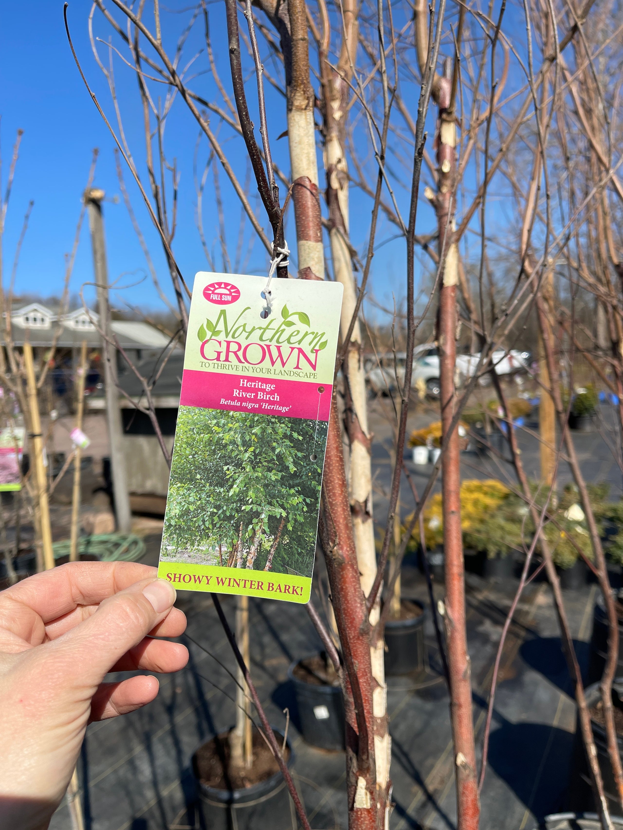 Betula Nigra Birch Cully Heritage River Birch | Achin' Back Garden ...