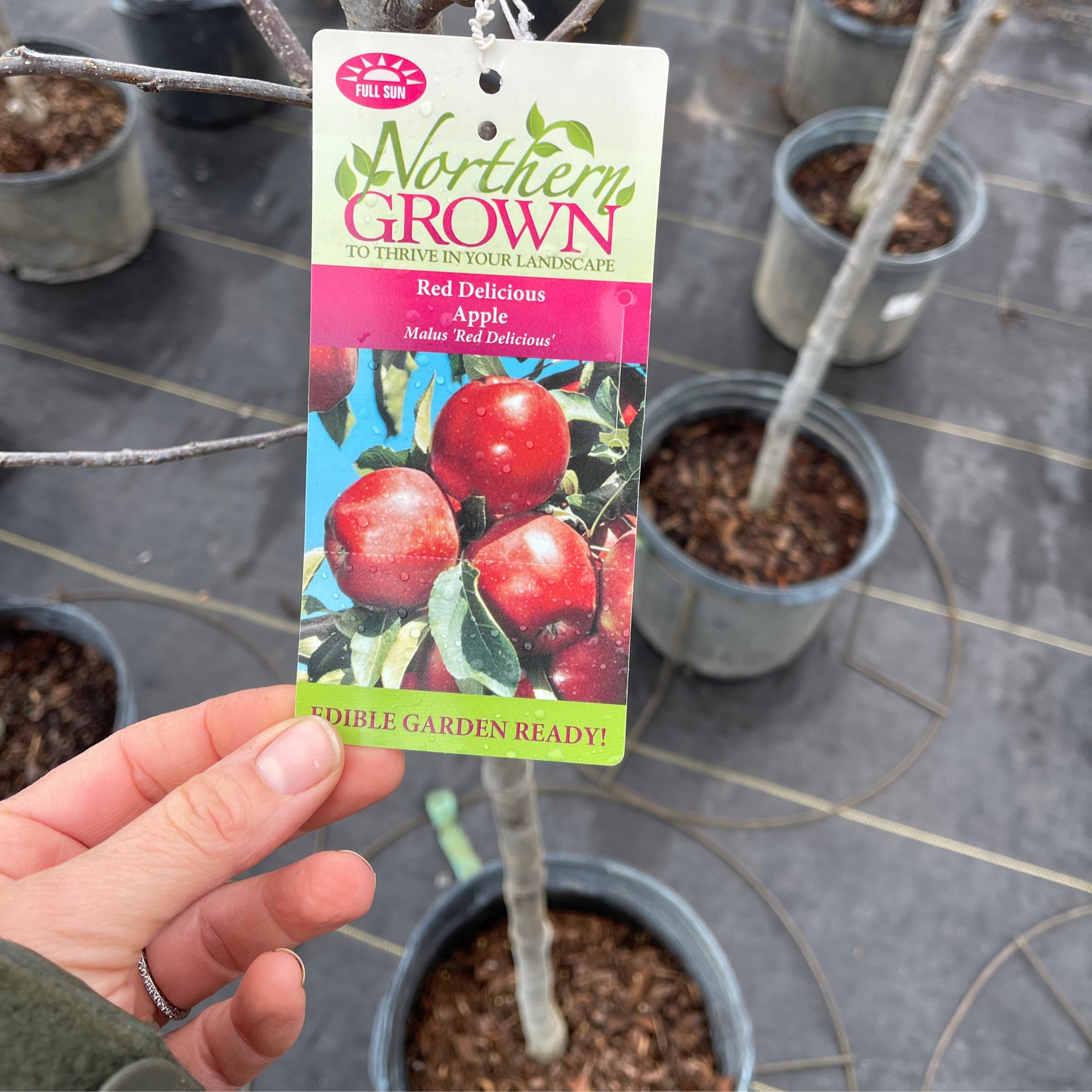 Malus Red Delicious Apple Tree | Achin' Back Garden Center Online Store