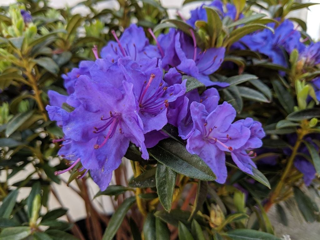 RHODODENDRON X `BLUE BARON` | Achin' Back Garden Center Online Store