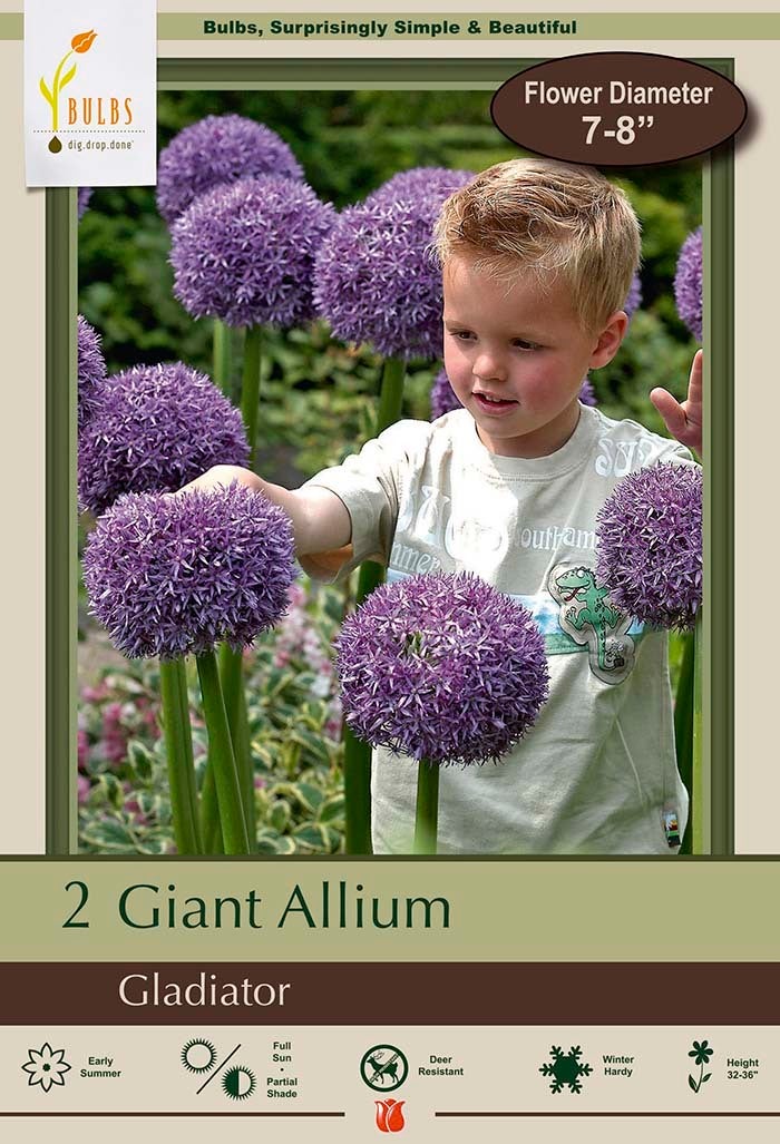 Allium Gladiator Bulb | Achin' Back Garden Center Online Store