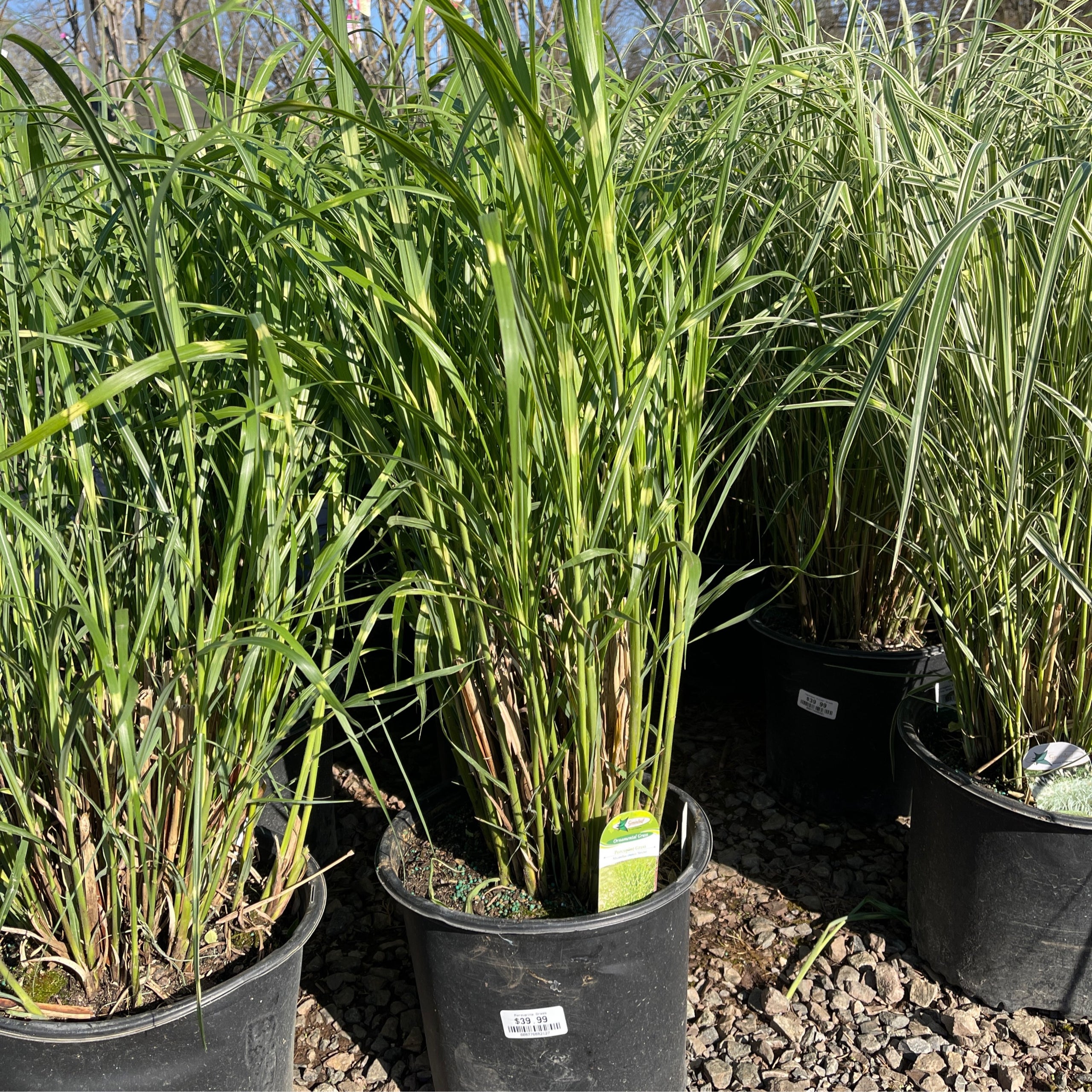 Grass Porcupine Miscanthus Strictus | Achin' Back Garden Center Online ...