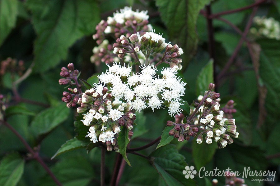 Eupatorium Chocolate Joe Pye Weed | Achin' Back Garden Center Online Store