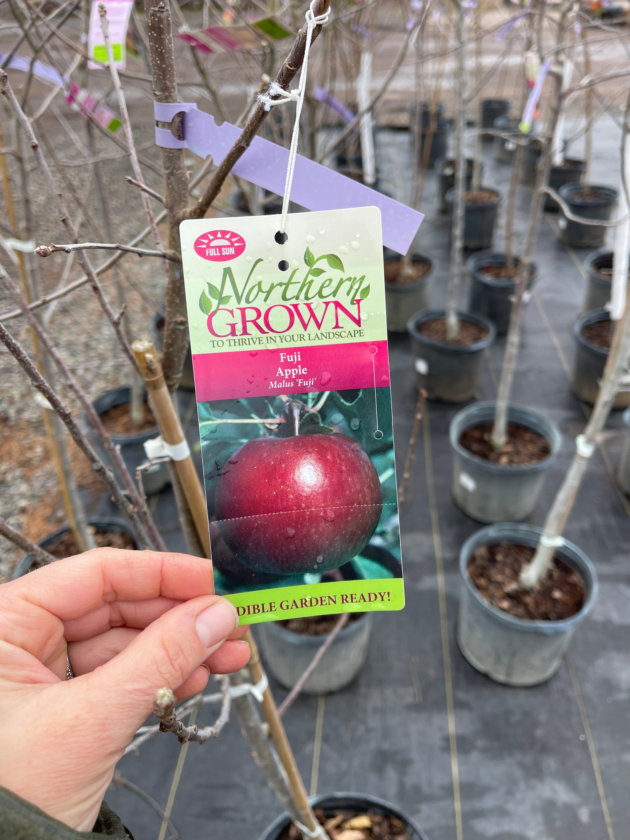 Malus Fuji Apple | Achin' Back Garden Center Online Store
