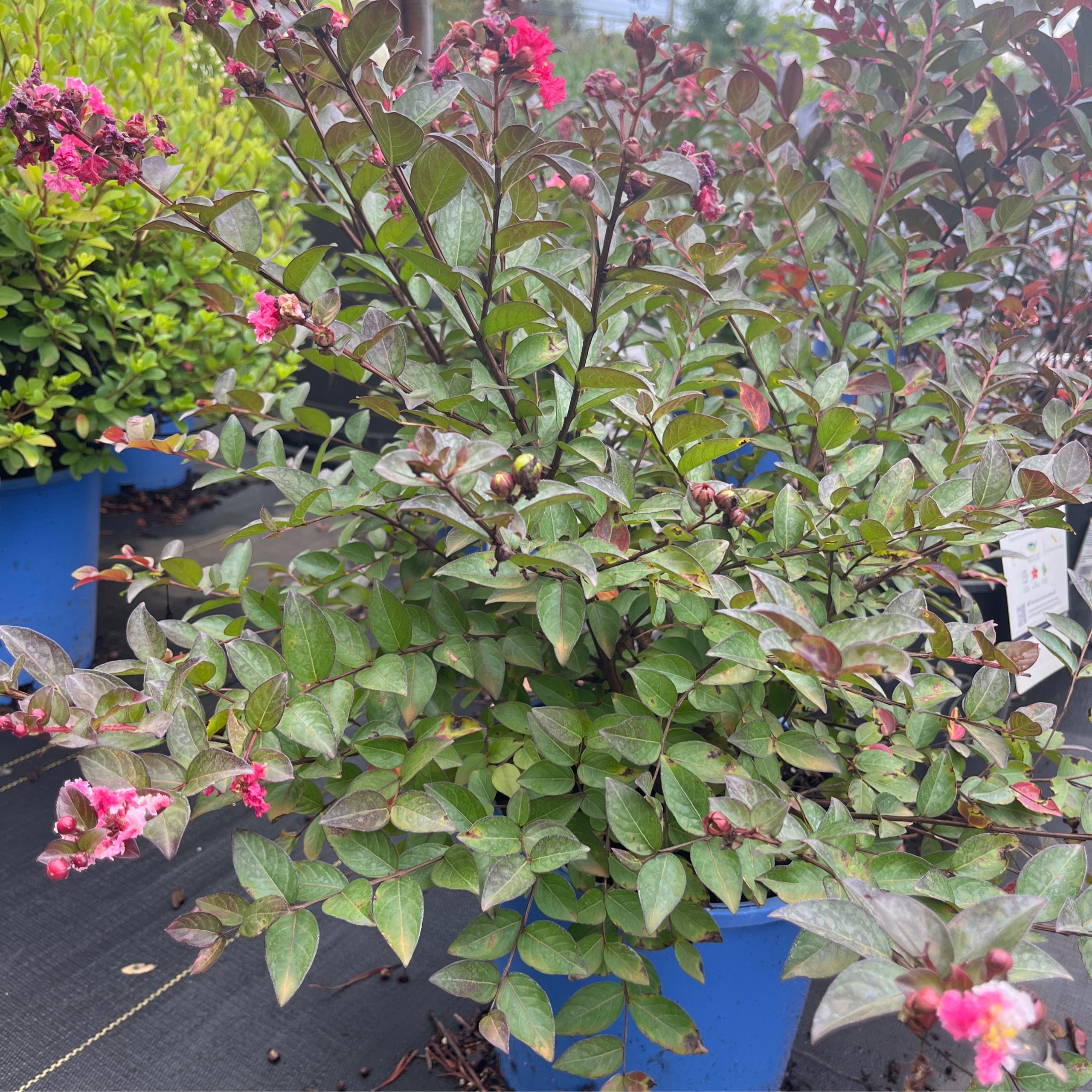 Lagerstroemia Bellini Strawberry Crape Myrtle | Achin' Back Garden ...