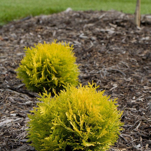 Thuja Anna's Magic Ball Arborvitae | Achin' Back Garden Center Online Store