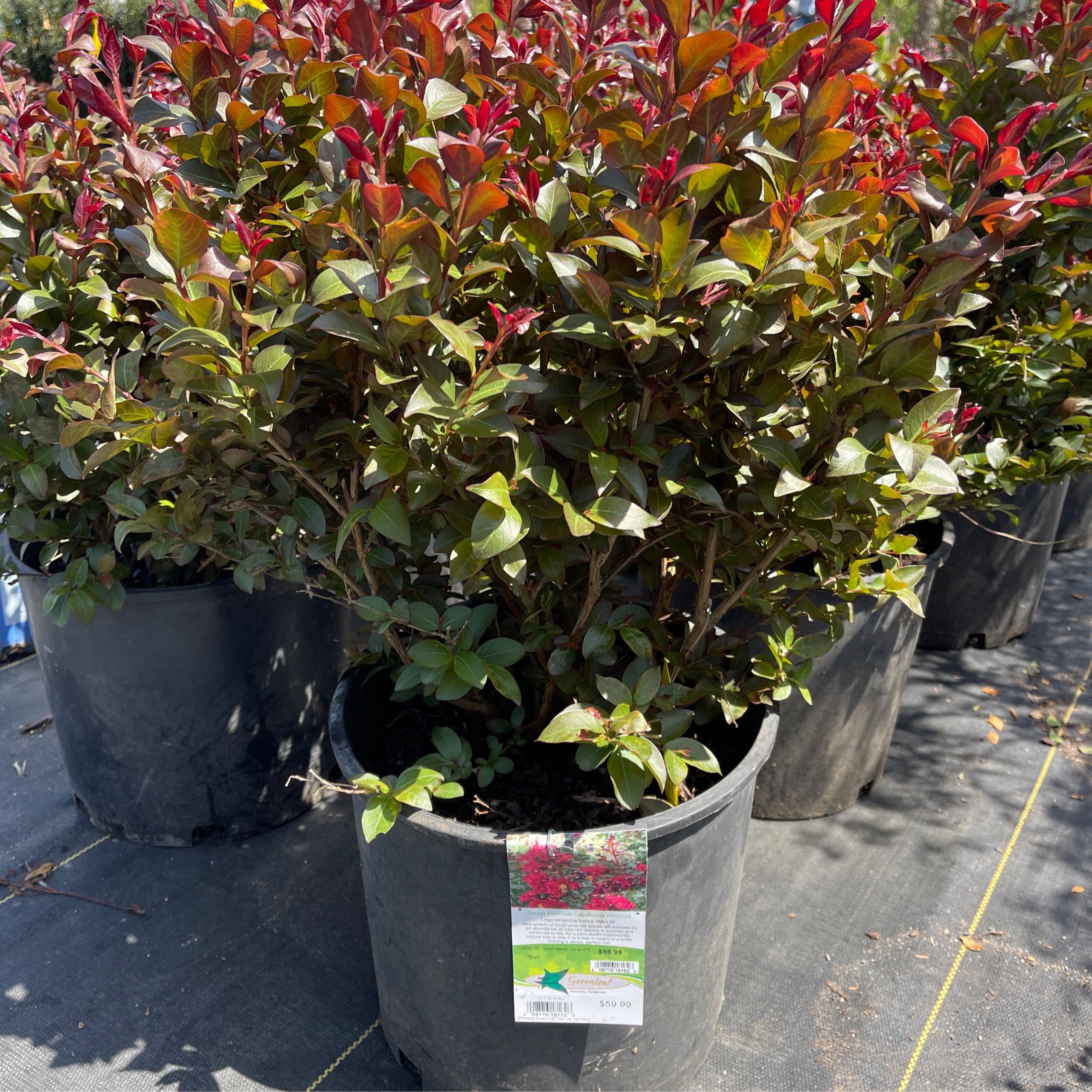 Lagerstroemia Double Feature Crape Myrtle | Achin' Back Garden Center ...