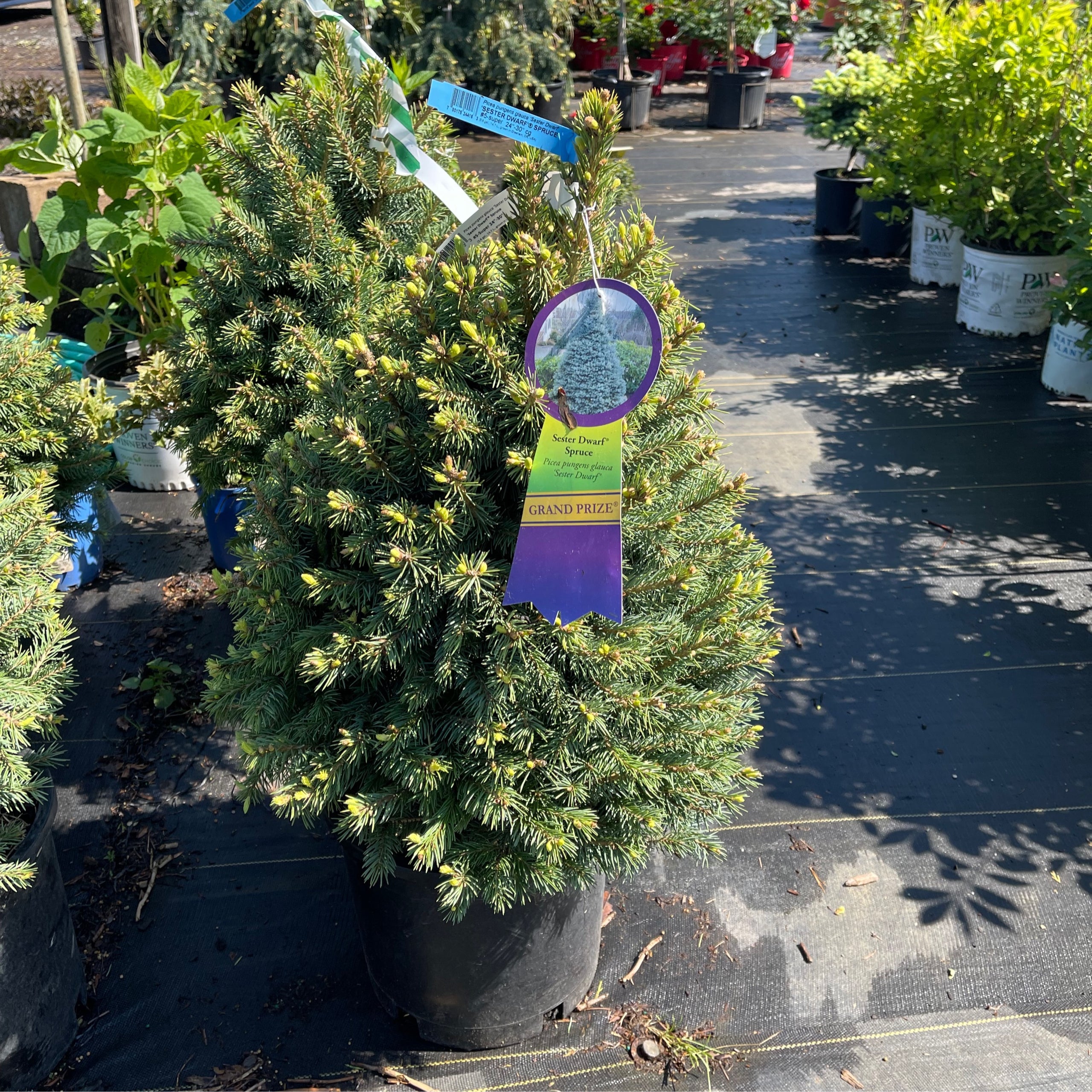 Sester Dwarf Spruce | Achin' Back Garden Center Online Store