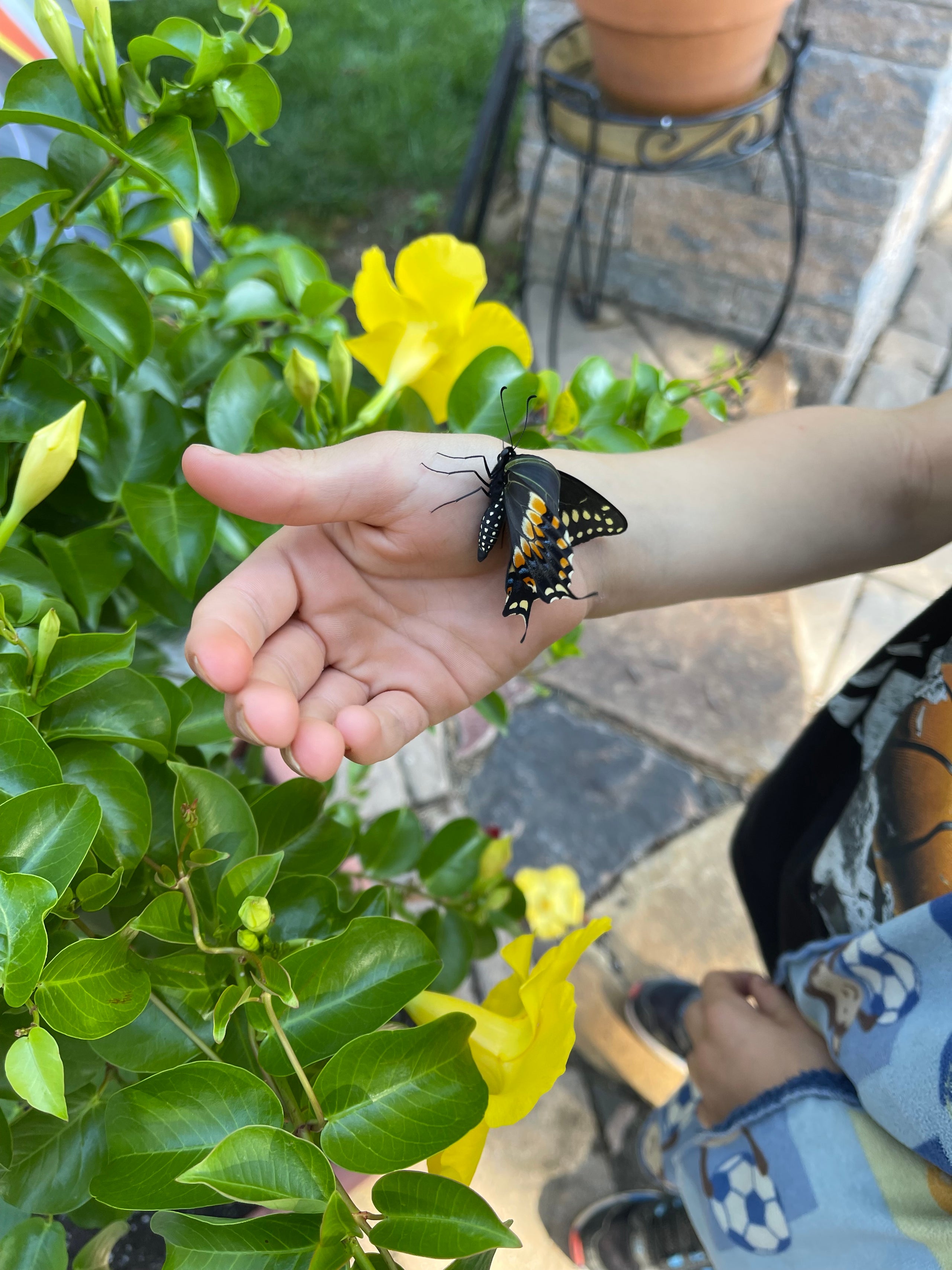 Achin' Back Kids Sunday Summer Camp | Achin' Back Garden Center Online ...