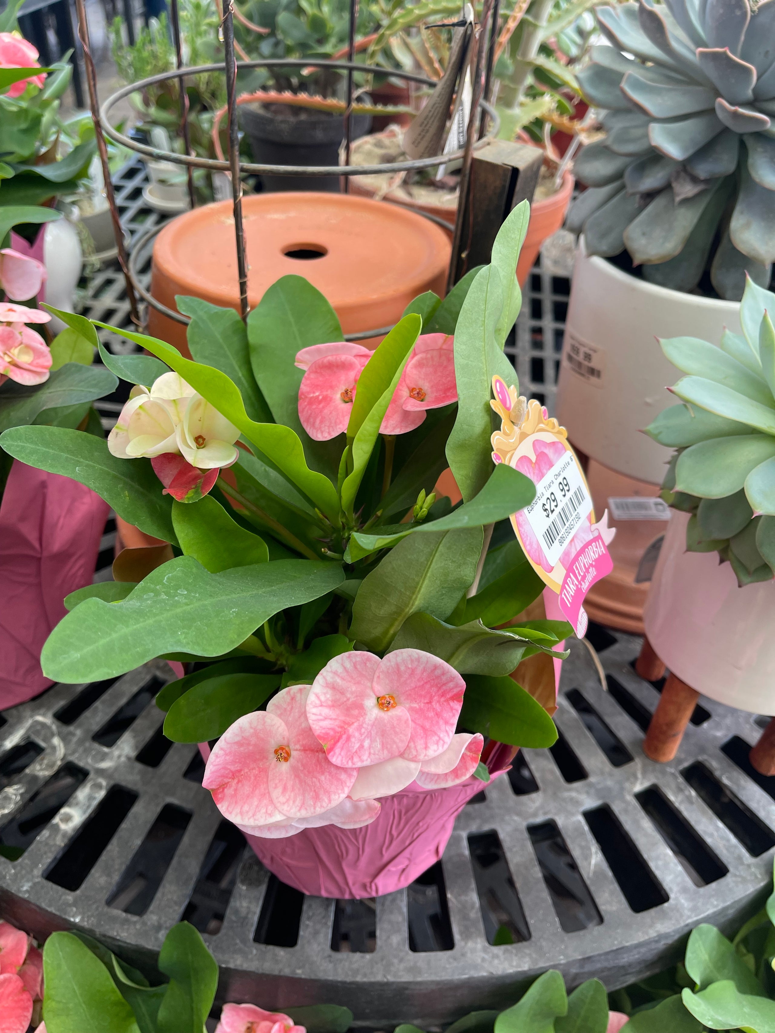 Euphorbia Tiara Charlotte | Achin' Back Garden Center Online Store