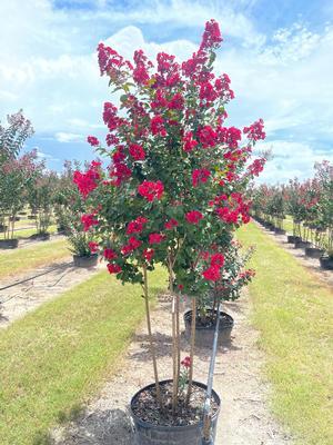 Lagerstroemia Colorama Scarlet | Achin' Back Garden Center Online Store