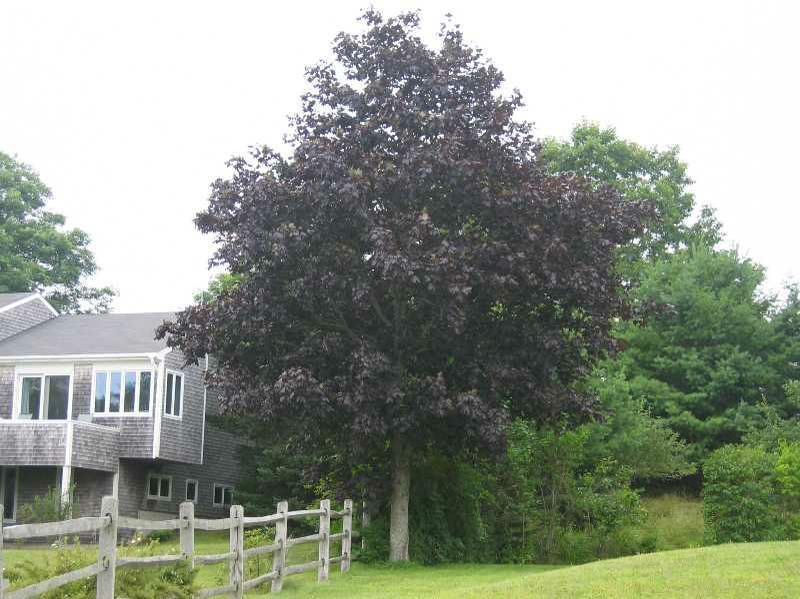 Acer pseudoplatanus 'Tunpetti' Regal Petticoat Maple | Achin' Back ...