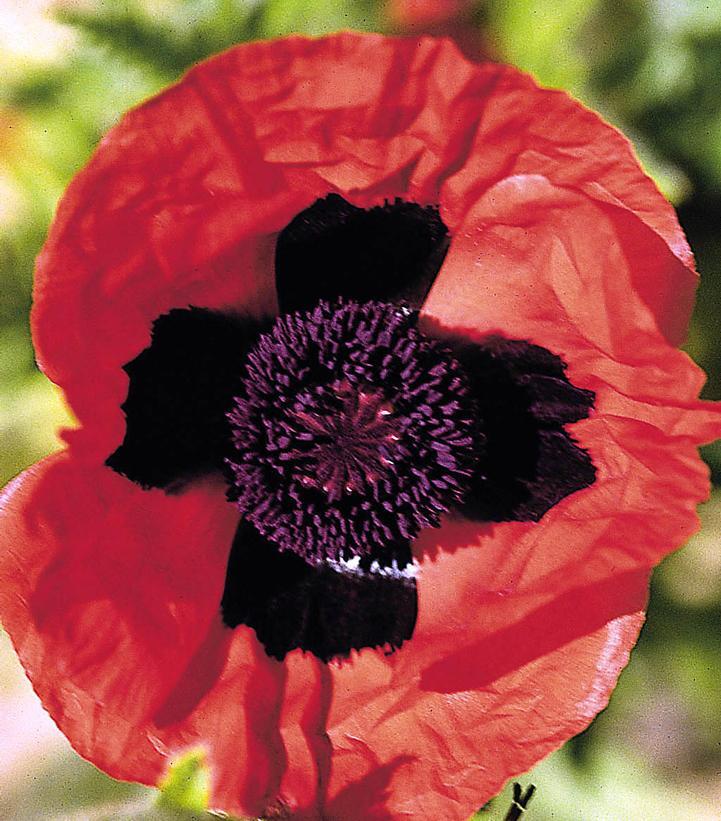 Papaver Brilliant Poppy | Achin' Back Garden Center Online Store