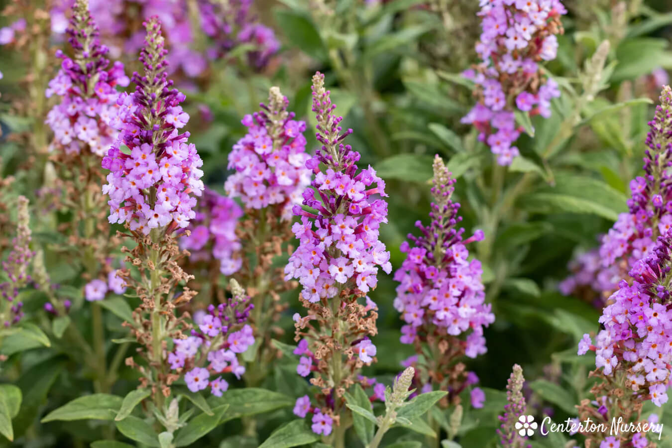 Buddleia Birthday Cake Butterfly Bush | Achin' Back Garden Center ...
