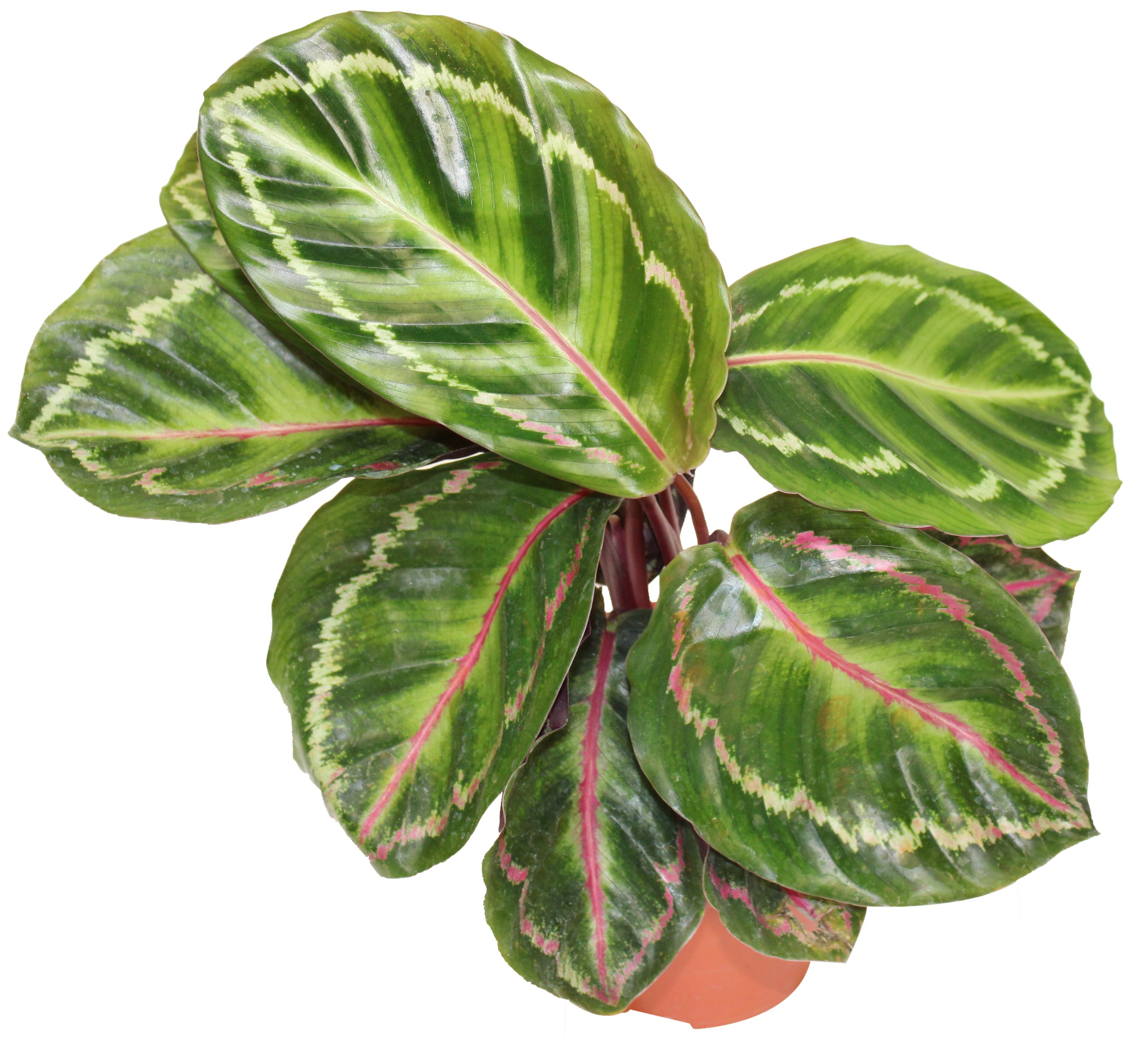 Calathea Roseopicta Illustris | Achin' Back Garden Center Online Store