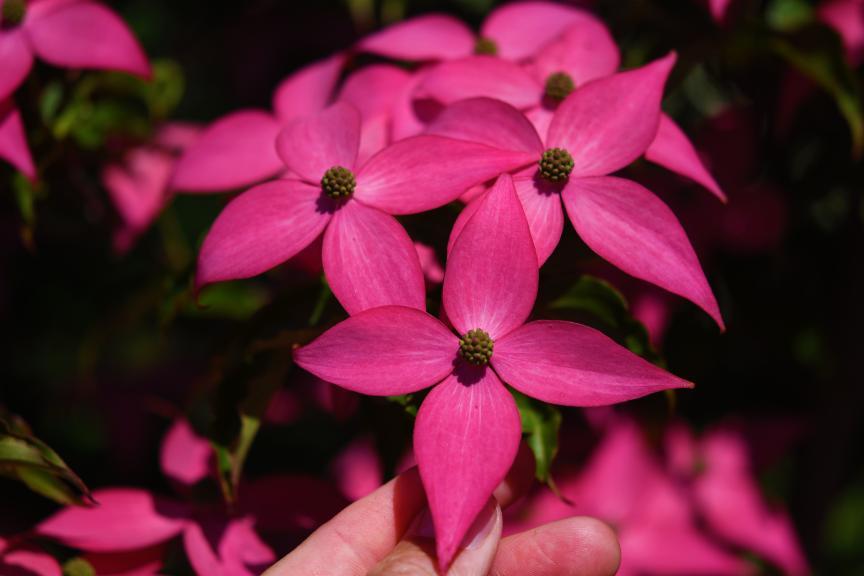 Cornus Kousa Scarlet Fire Dogwood | Achin' Back Garden Center Online Store