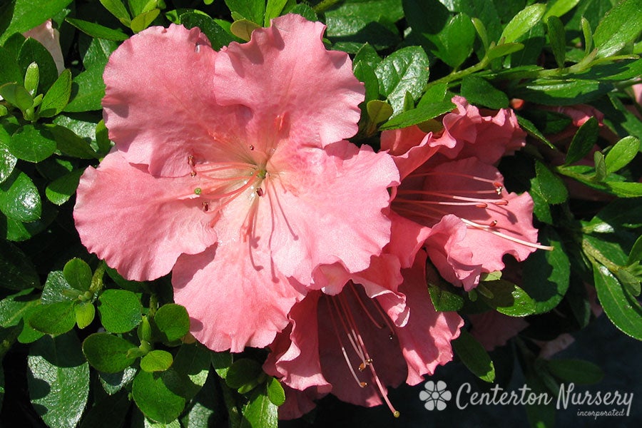 Azalea Gumpo Pink | Achin' Back Garden Center Online Store